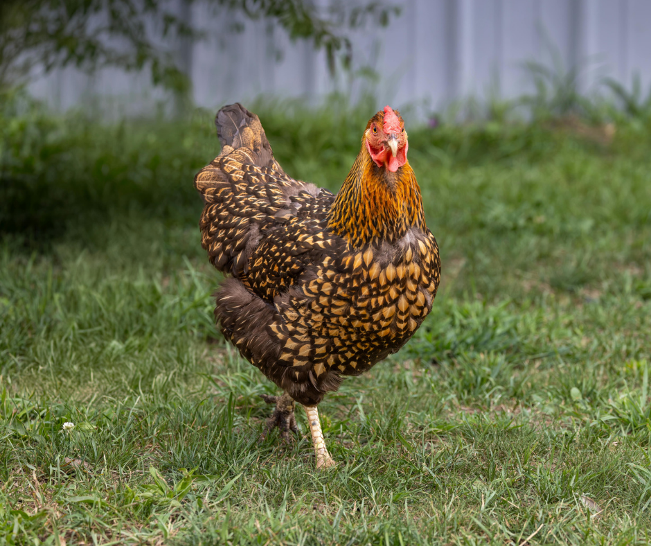 Gold Laced Wyandotte – Stafford Hill Farms
