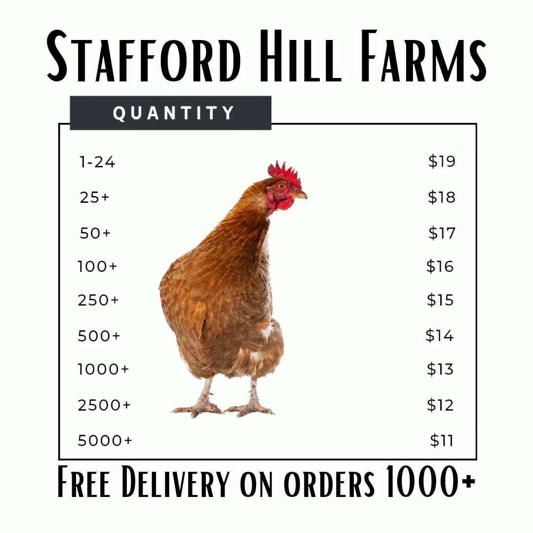 Golden Comet Ready to lay Pullets! – Stafford Hill Farms